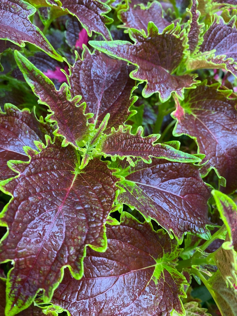 Coleus Bright Ruffles cutting - Etsy