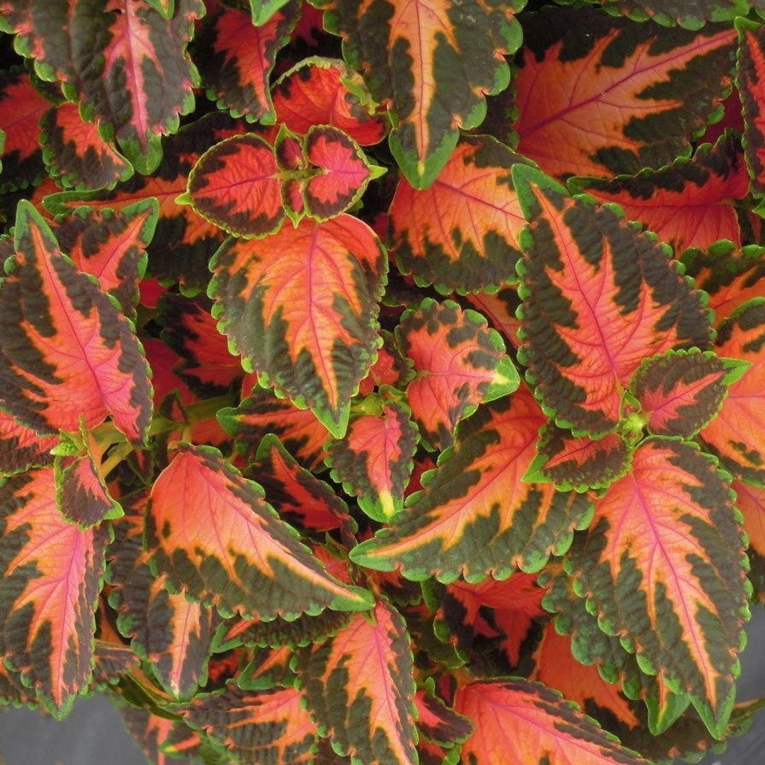 Coleus (seeds) Wizard Coral Sunrise, Vibrant Ornamental Plant, Rare ...