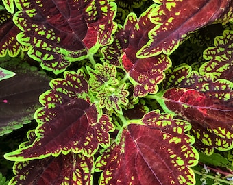 Coleus Kingwood Karnival, Live Starter Plant, Vibrant Ornamental ...