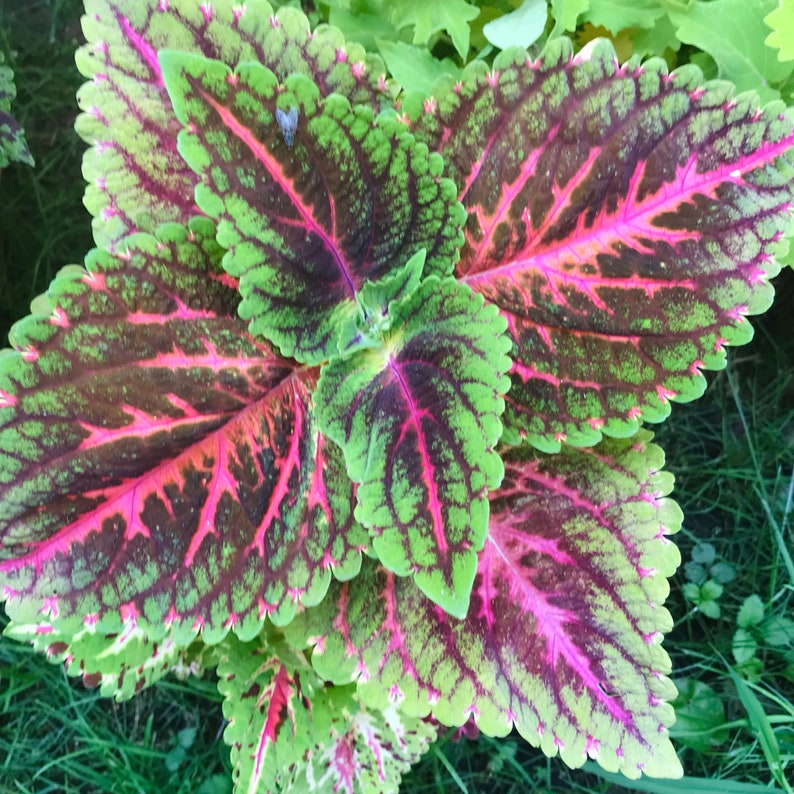 Coleus (seeds) Kong Salmon Pink, Vibrant Ornamental Plant, Rare Seeds ...