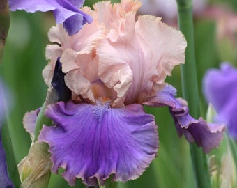 Bearded Iris Concertina rhizome Rare Reblooming Ruffled Vibrant Pink ...