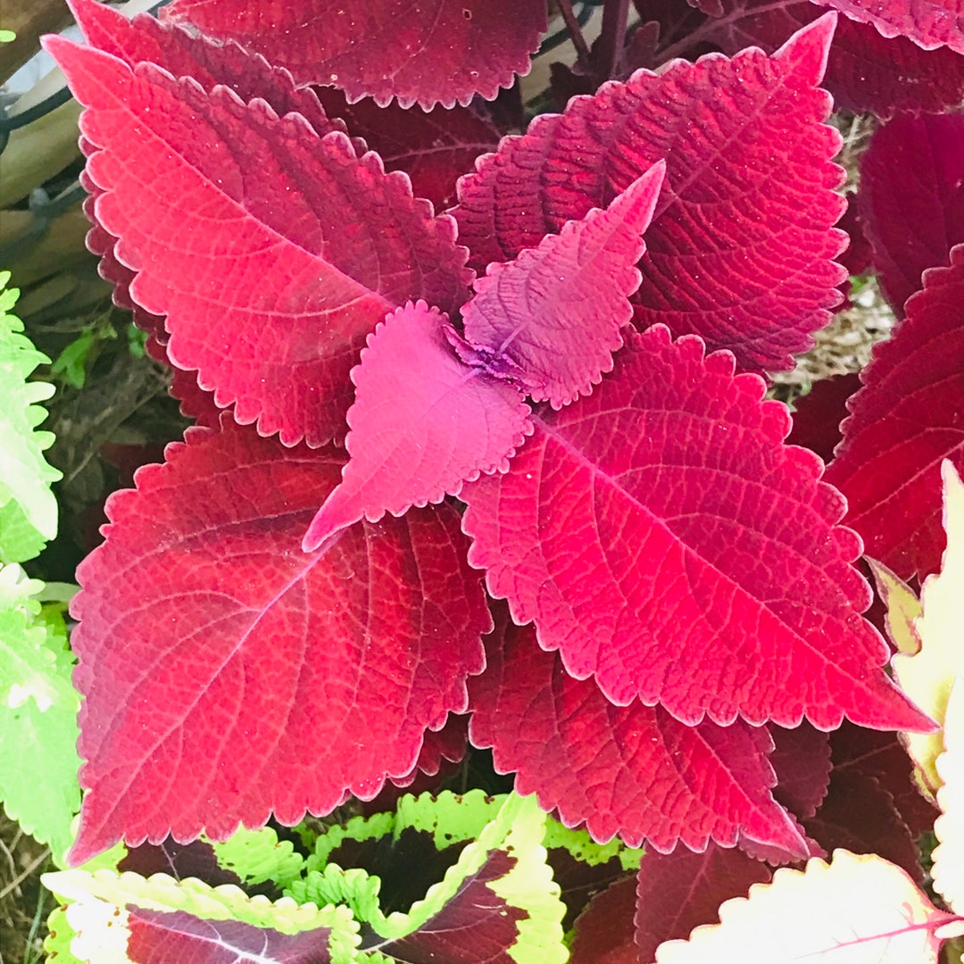 Coleus Beale Street, Live Starter Plant, Vibrant Ornamental Foliage ...