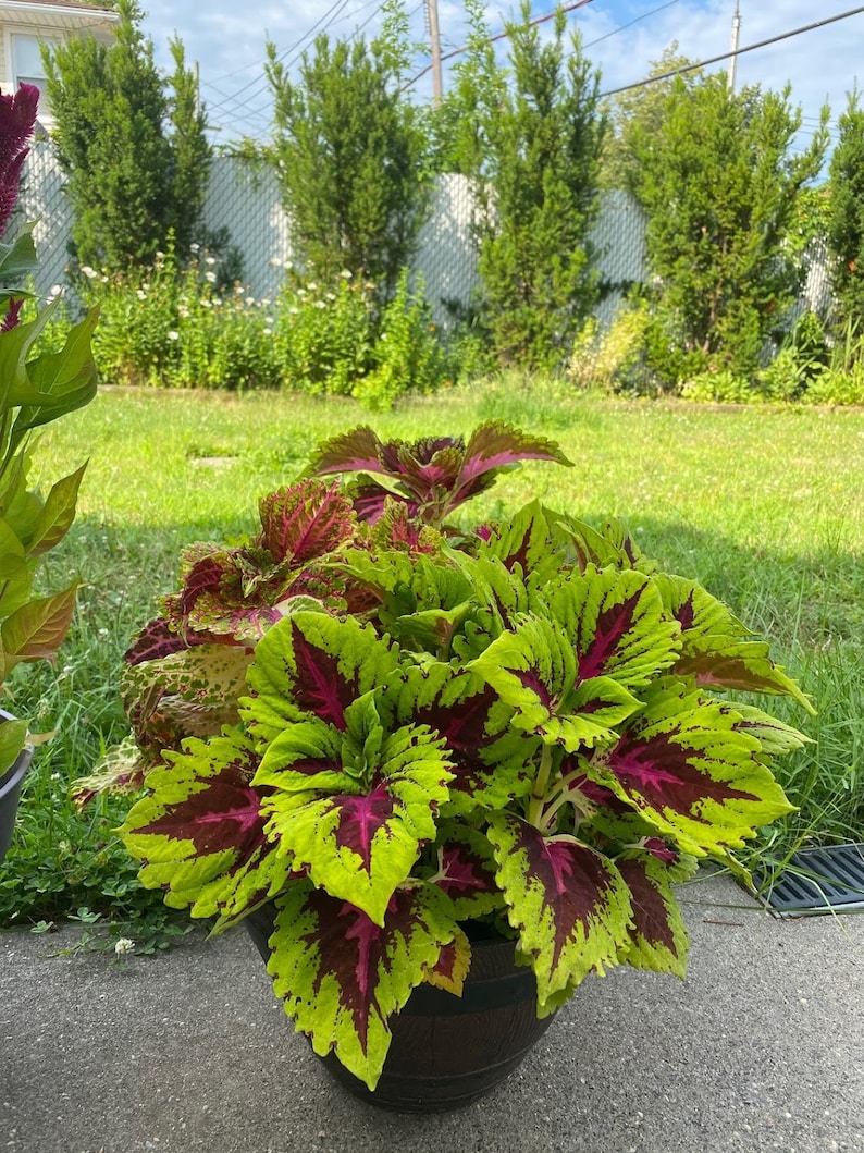 Coleus seeds Kong Rose Vibrant Ornamental Plant Rare Seeds - Etsy