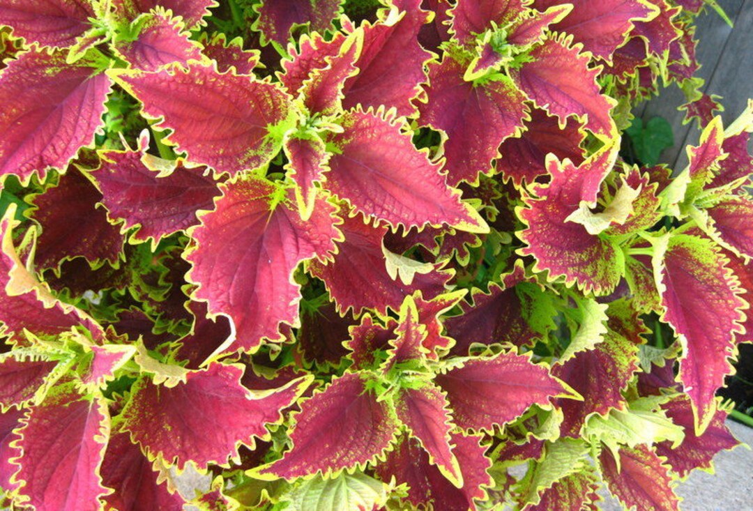 Coleus Big Chief, Live Rooted Starter Plant, Vibrant Ornamental Foliage ...