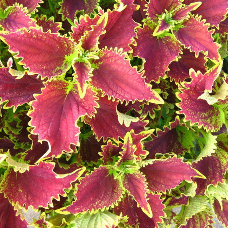Coleus Plant - Etsy