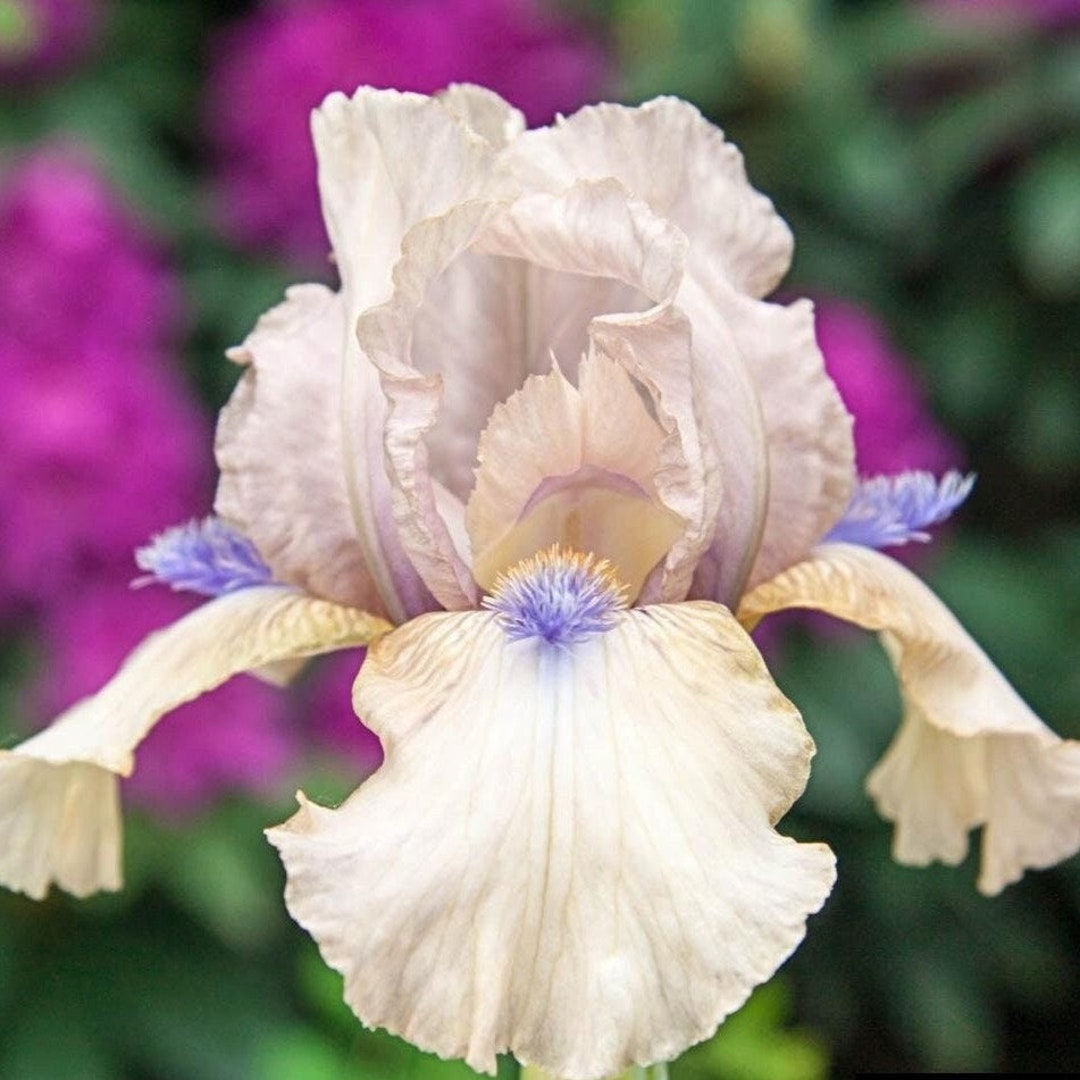 Bearded Iris Concertina (rhizome) Rare Reblooming Ruffled Vibrant Pink ...