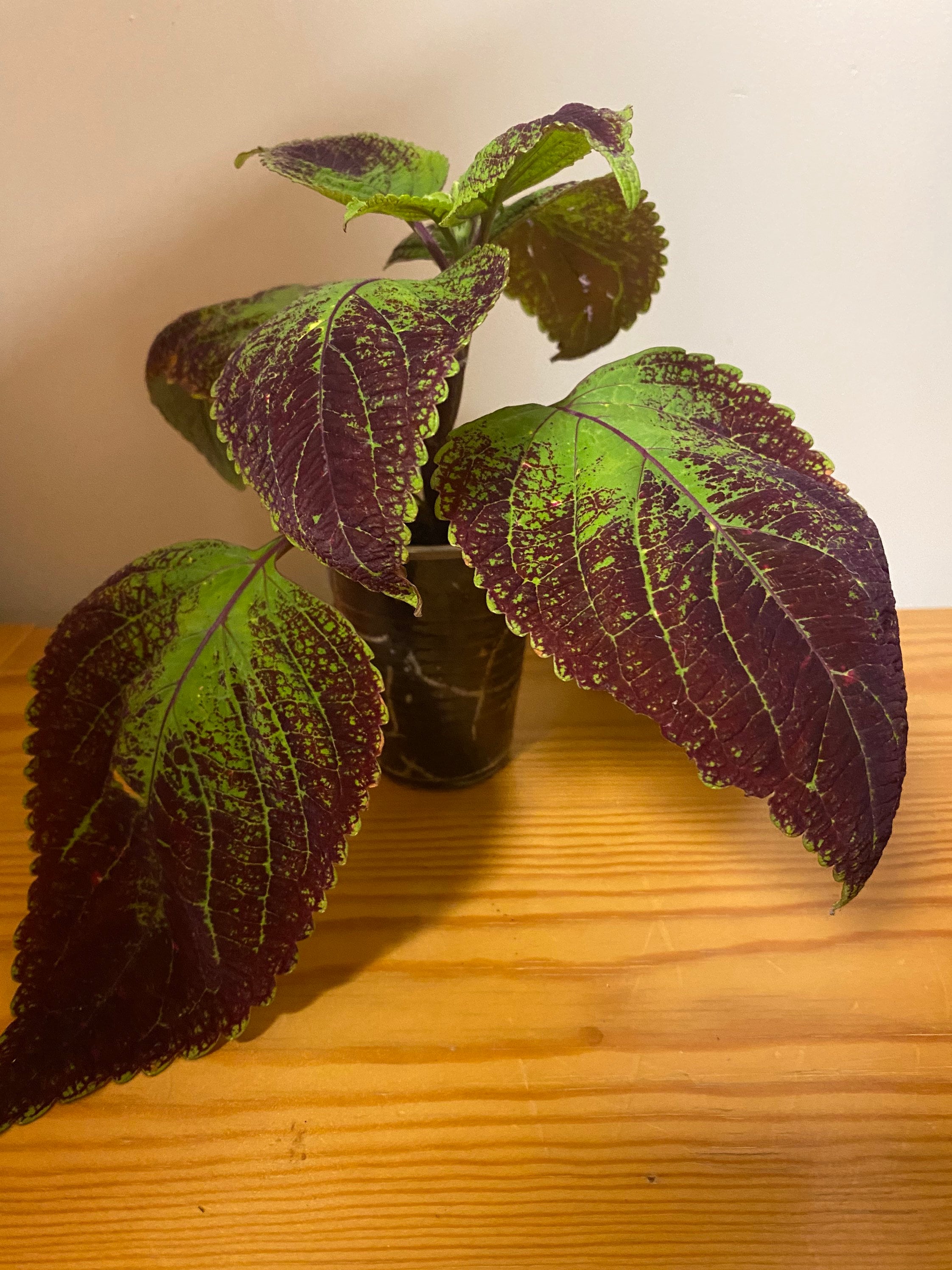 Coleus Plant Stem