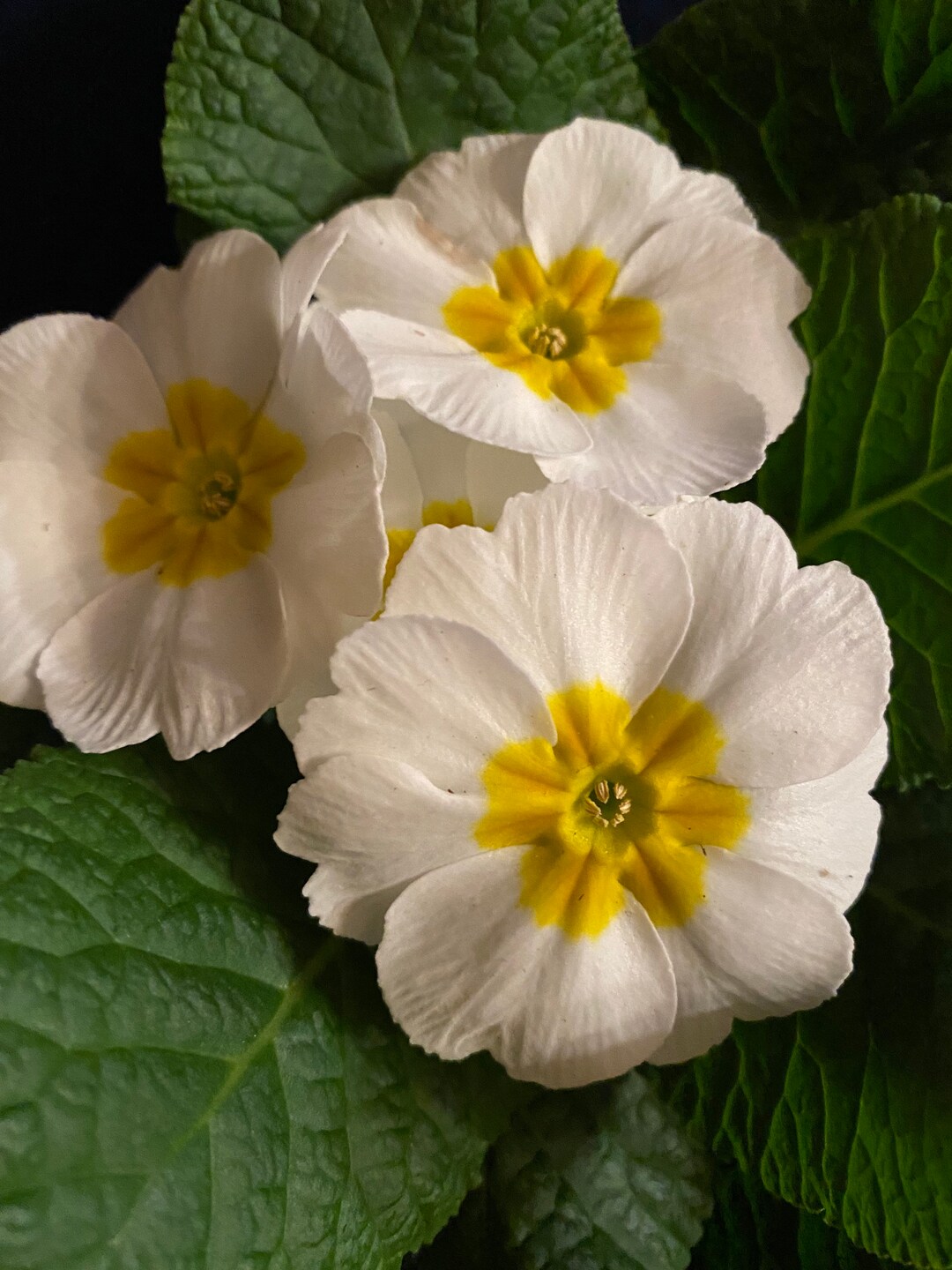 Primrose English Accord White, Plant, Live - Etsy