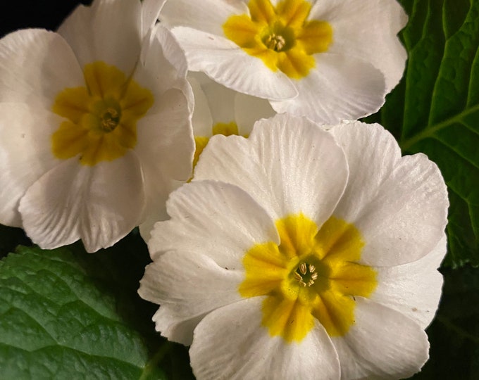 Primrose English Accord White, Plant, Live - Etsy