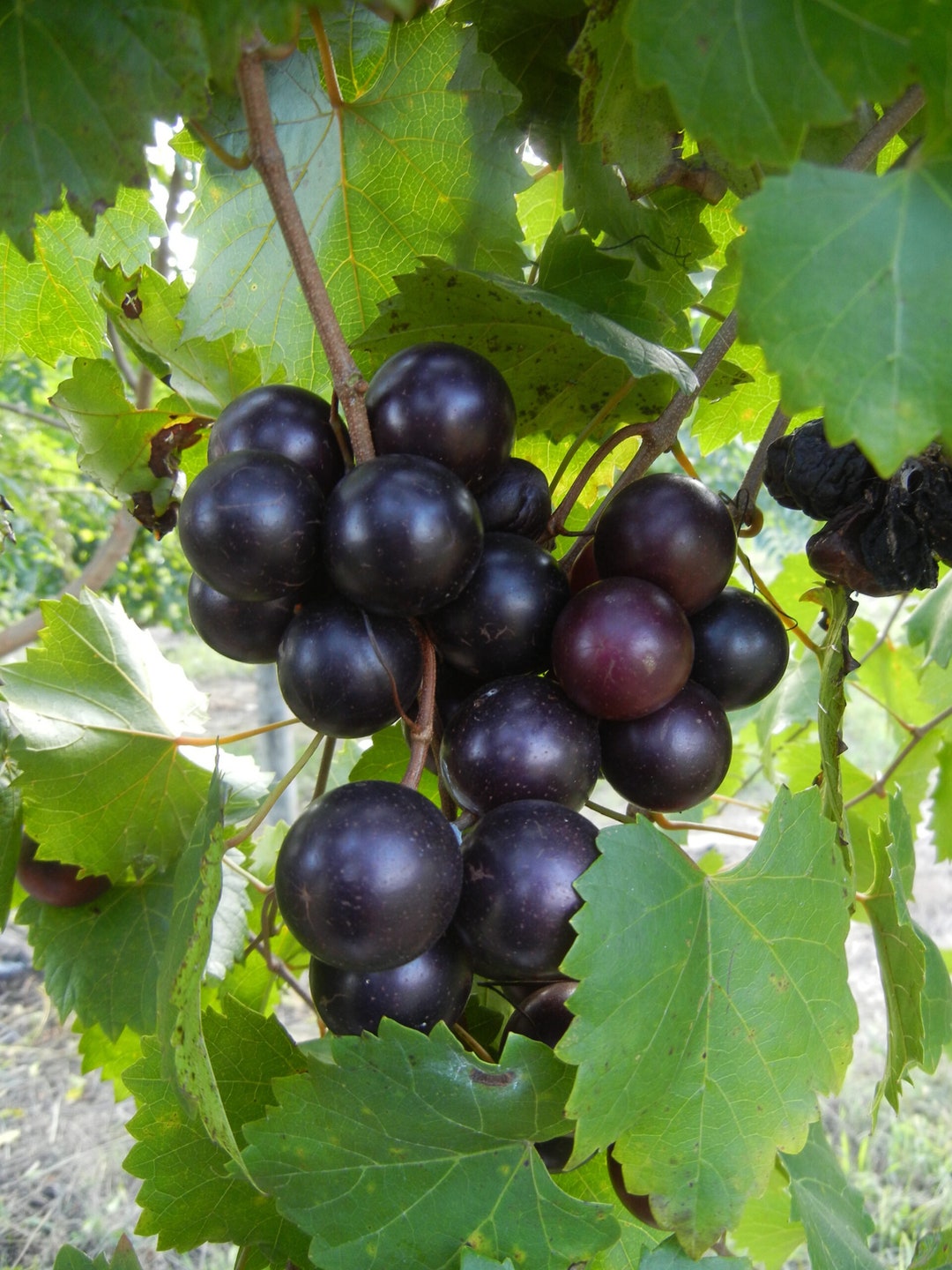 Jumbo Black Muscadine (seeds) Sweet Juicy Easy to Grow Grape Vines ...