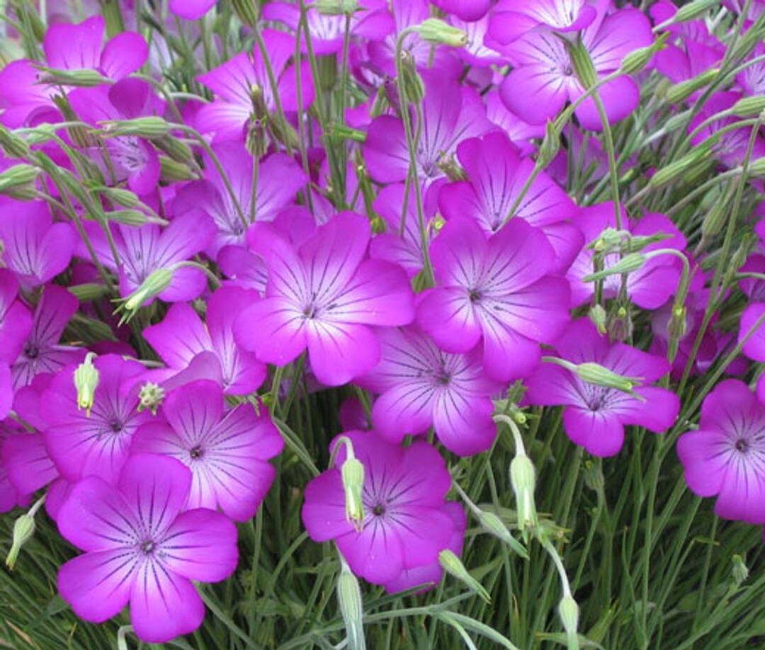 Agrostemma Githago Milas Rose (seeds), Vibrant Flower Plant, Rare Seeds ...