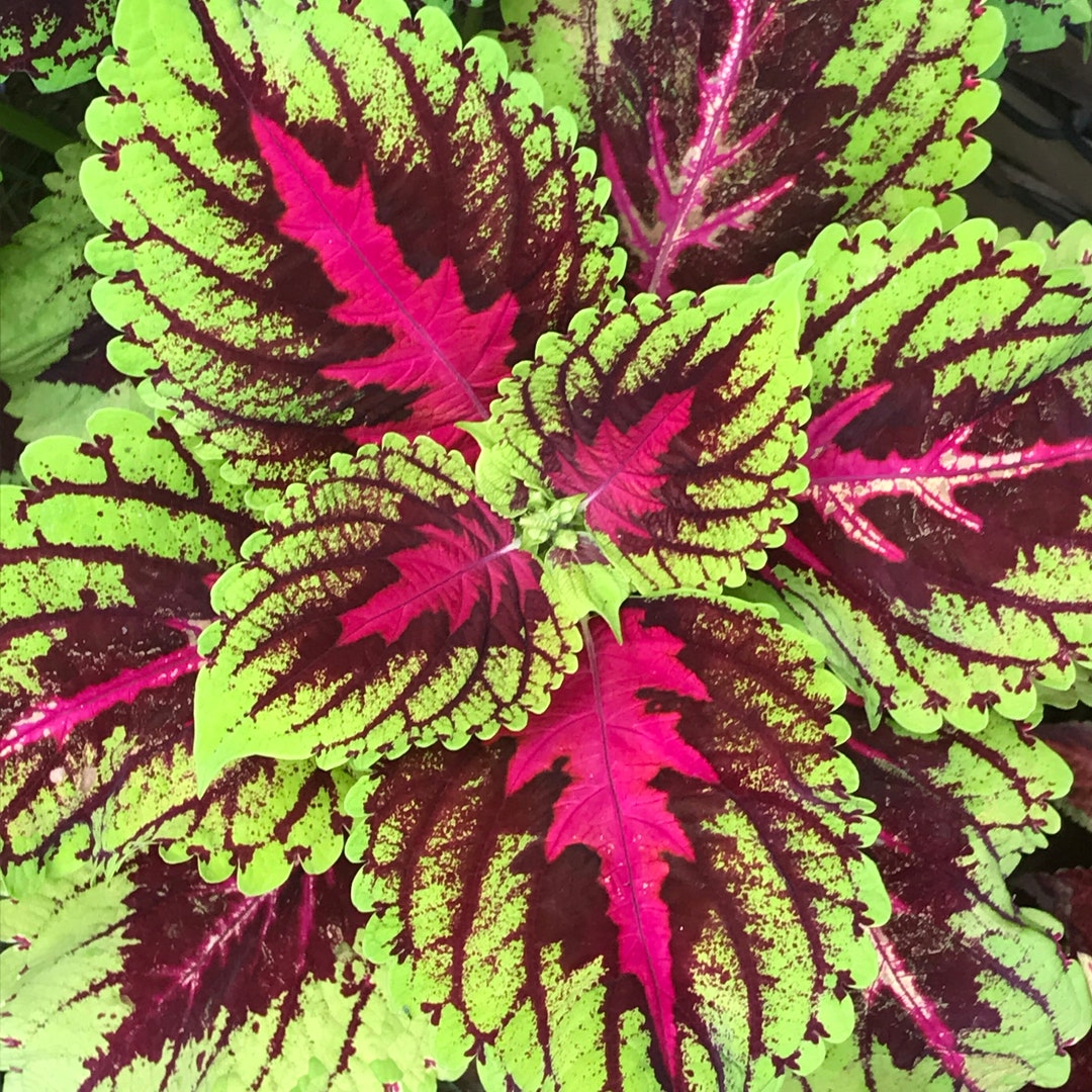 Coleus (seeds) Wizard Rose, Vibrant Ornamental Plant, Rare Seeds for ...