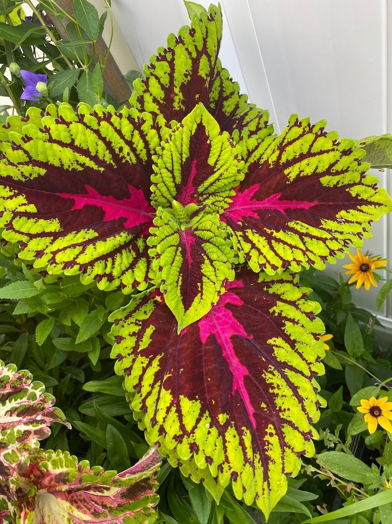 Coleus seeds Wizard Rose Vibrant Ornamental Plant Rare - Etsy