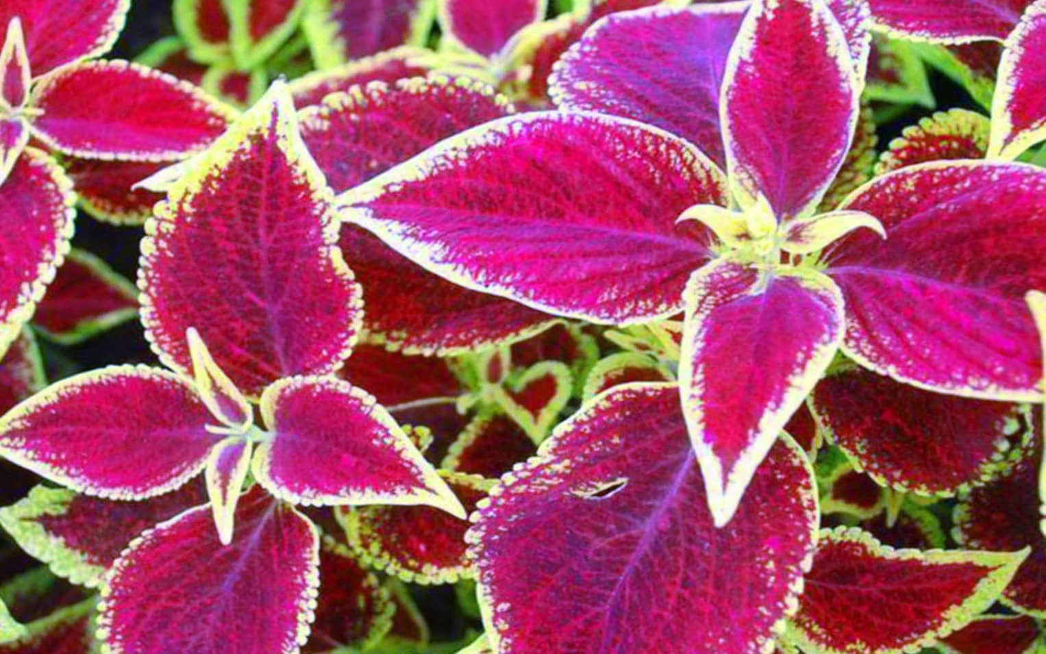 Coleus seeds Wizard Scarlet, Vibrant Ornamental Plant, Rare Seeds for ...