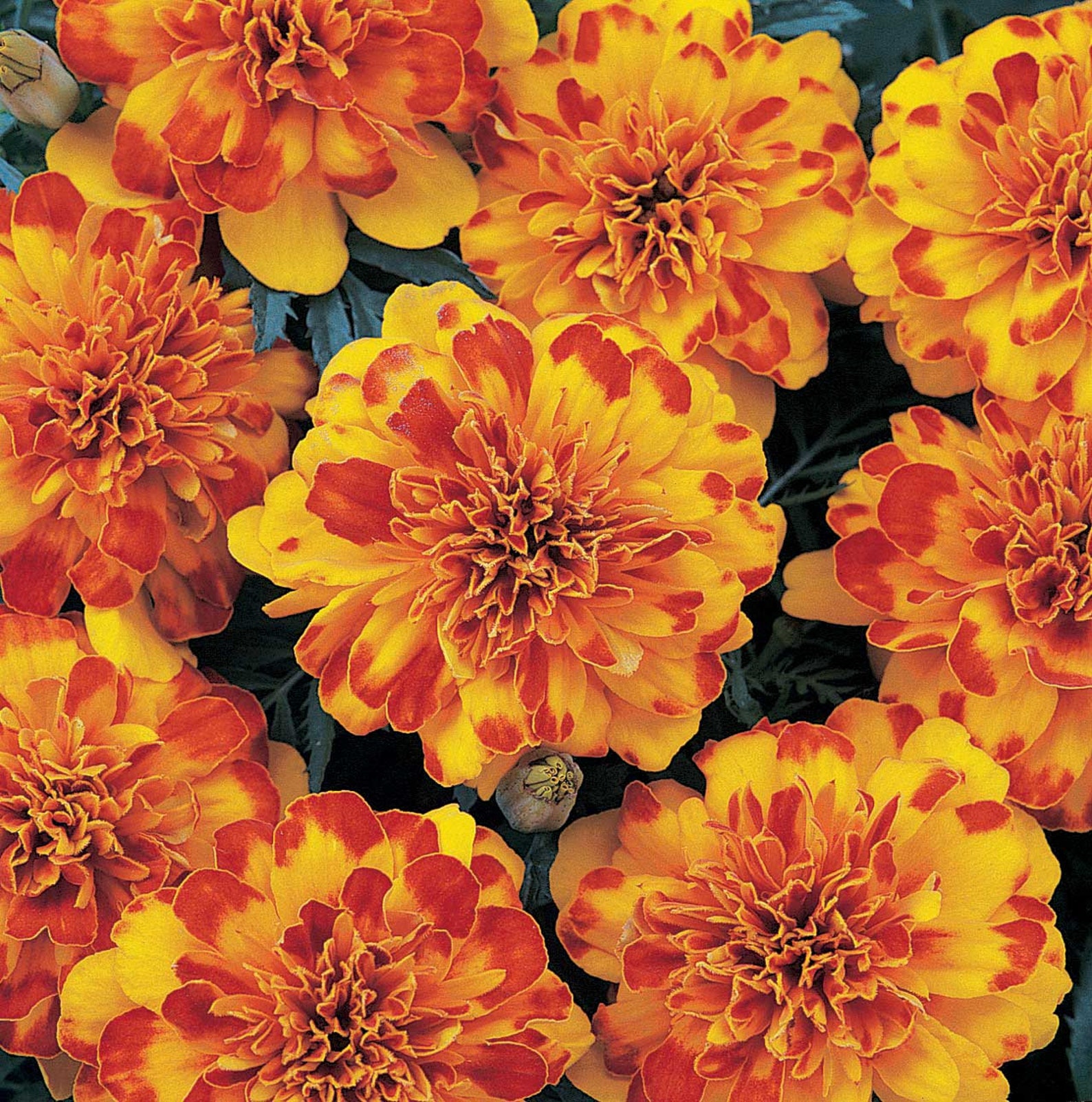 Marigold seeds Durango Bolero - Etsy