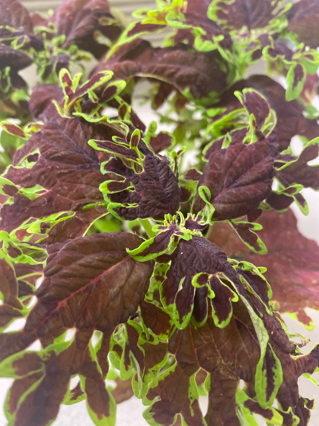 Coleus Giant Fantasy Live Starter Plant Vibrant Ornamental Foliage for ...
