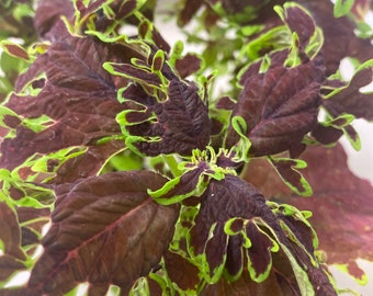 Coleus Kingwood Karnival, Live Starter Plant, Vibrant Ornamental ...