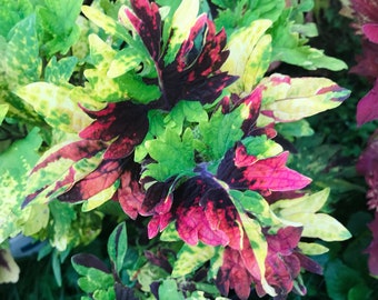 Coleus Rodeo Drive, Live Rooted Starter Plant, Vibrant Ornamental ...