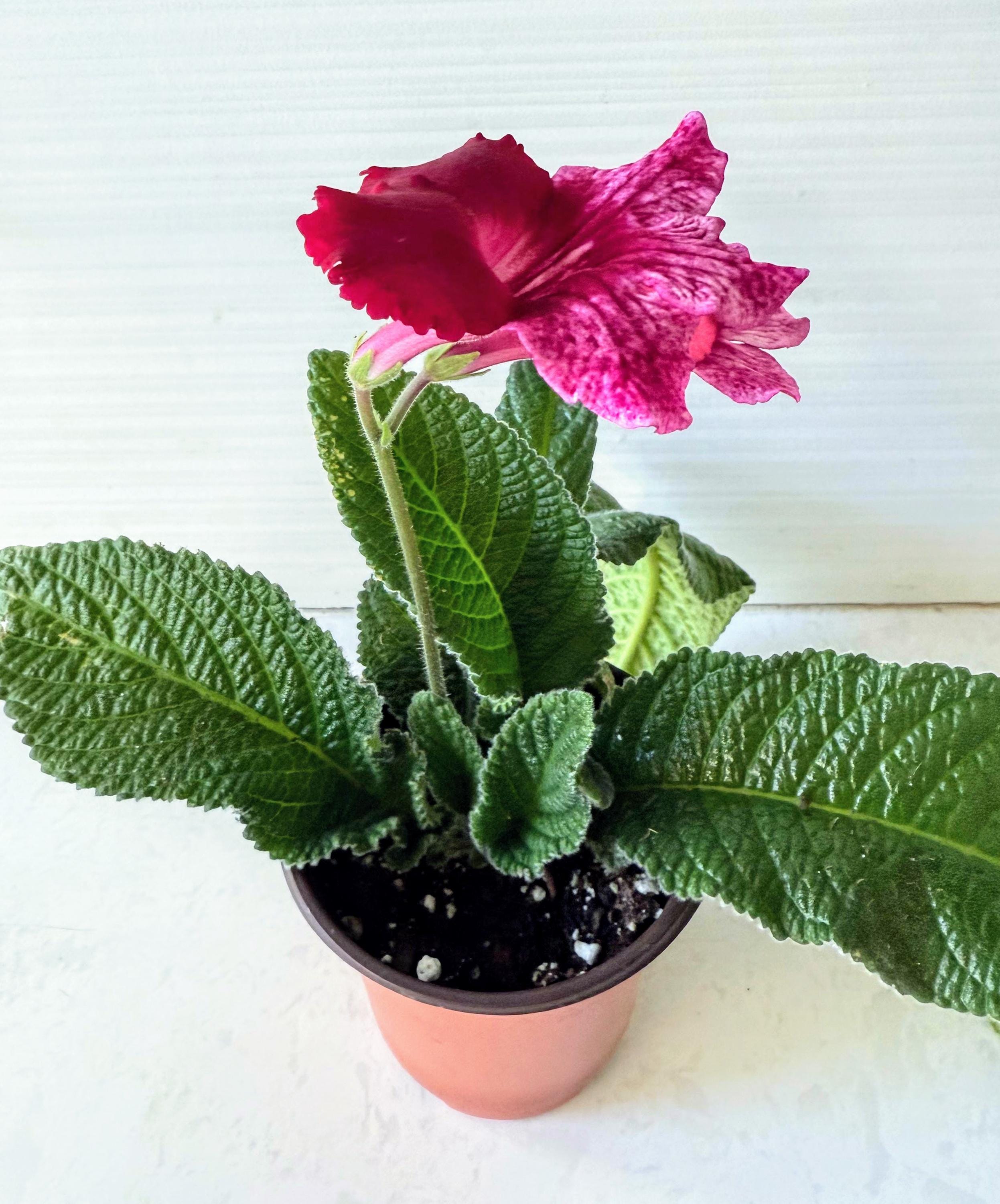 Streptocarpus Ladyslippers Red Bicolor Live Starter Plant, Rare Magenta ...