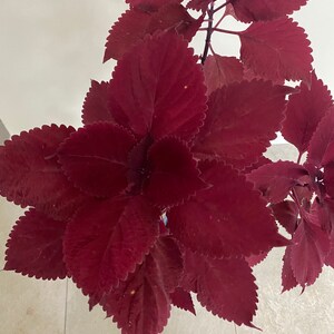 Coleus Beale Street (cutting) Live Plant, Vibrant Ornamental Foliage ...