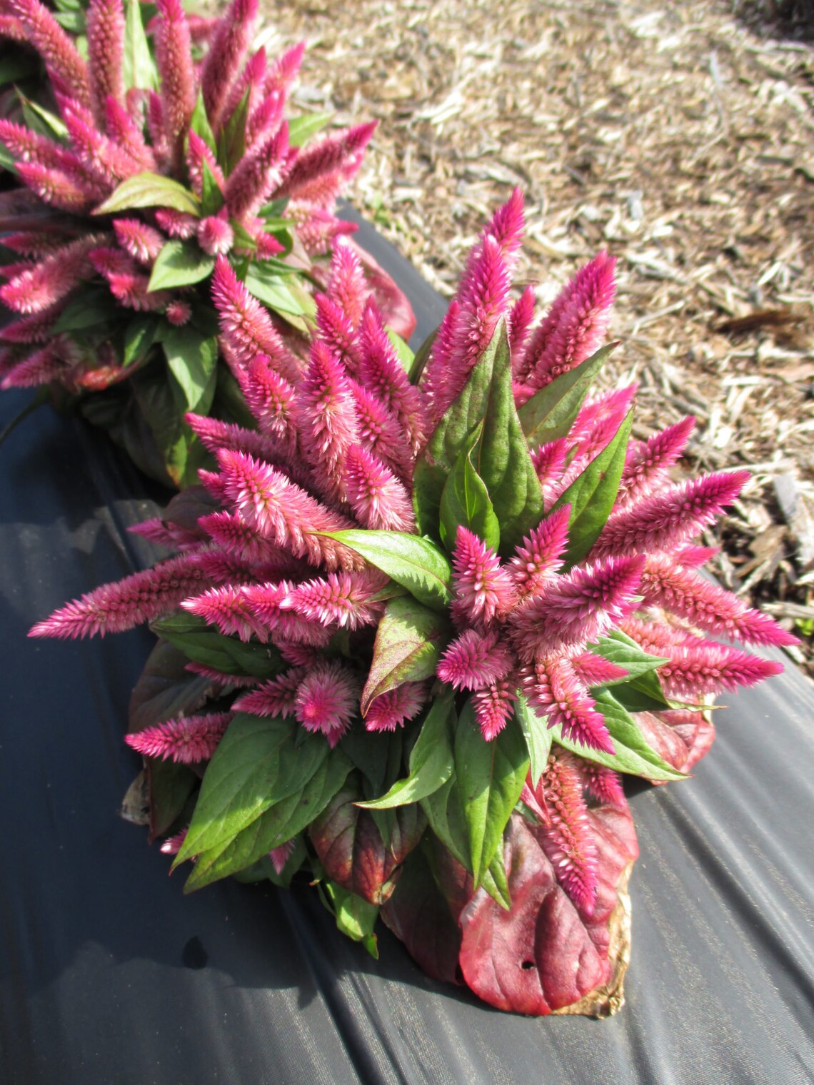 Celosia (seeds) Kosmo Pink, Vibrant Flower, Rare Seeds for Planting ...