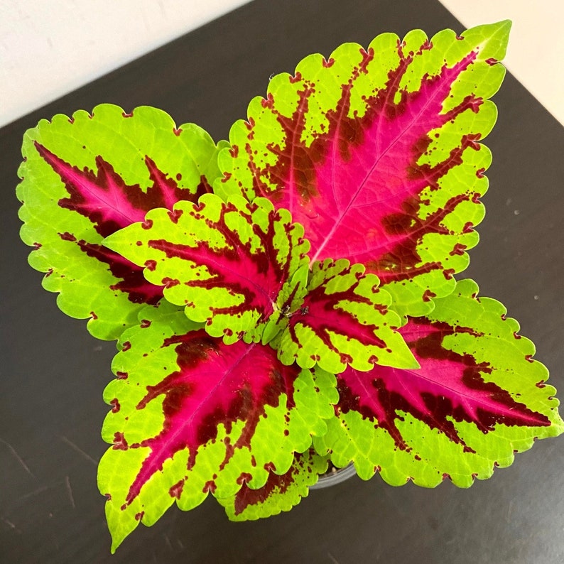 Coleus seeds Wizard Rose Vibrant Ornamental Plant Rare - Etsy