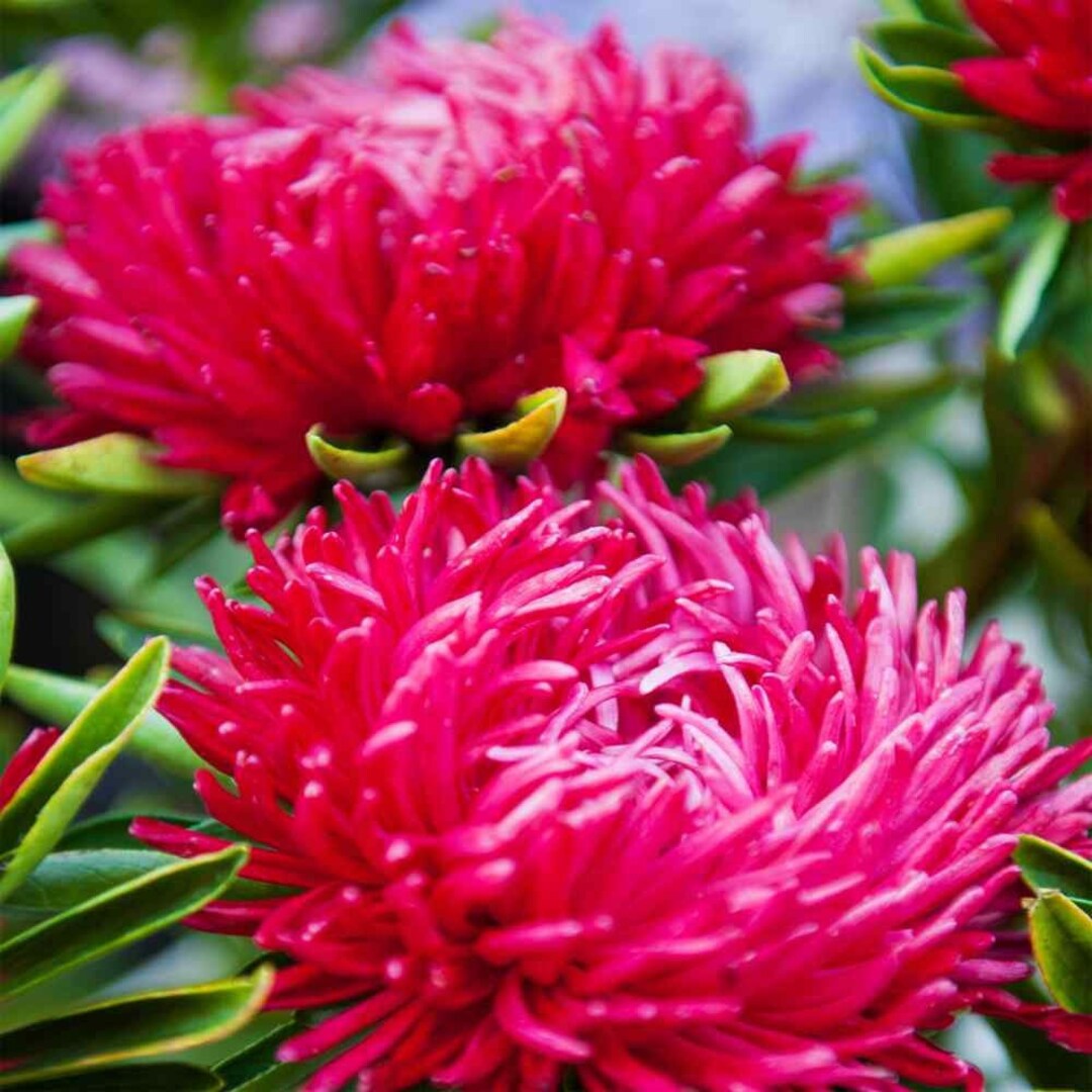 Aster (seeds) Paeony Duchess Scarlet Callistephus Chinensis, Vibrant ...