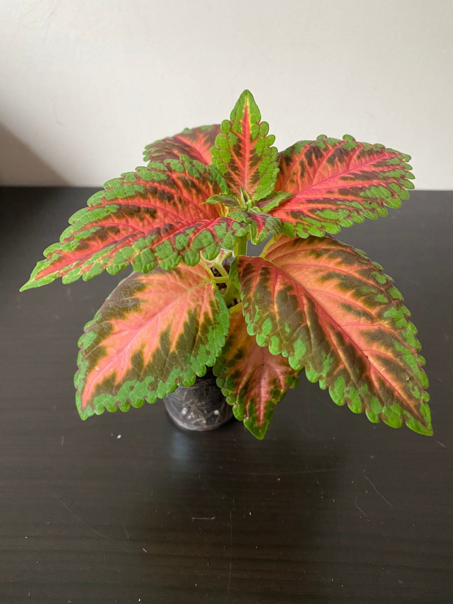 Coleus Wizard Coral Sunrise | Etsy