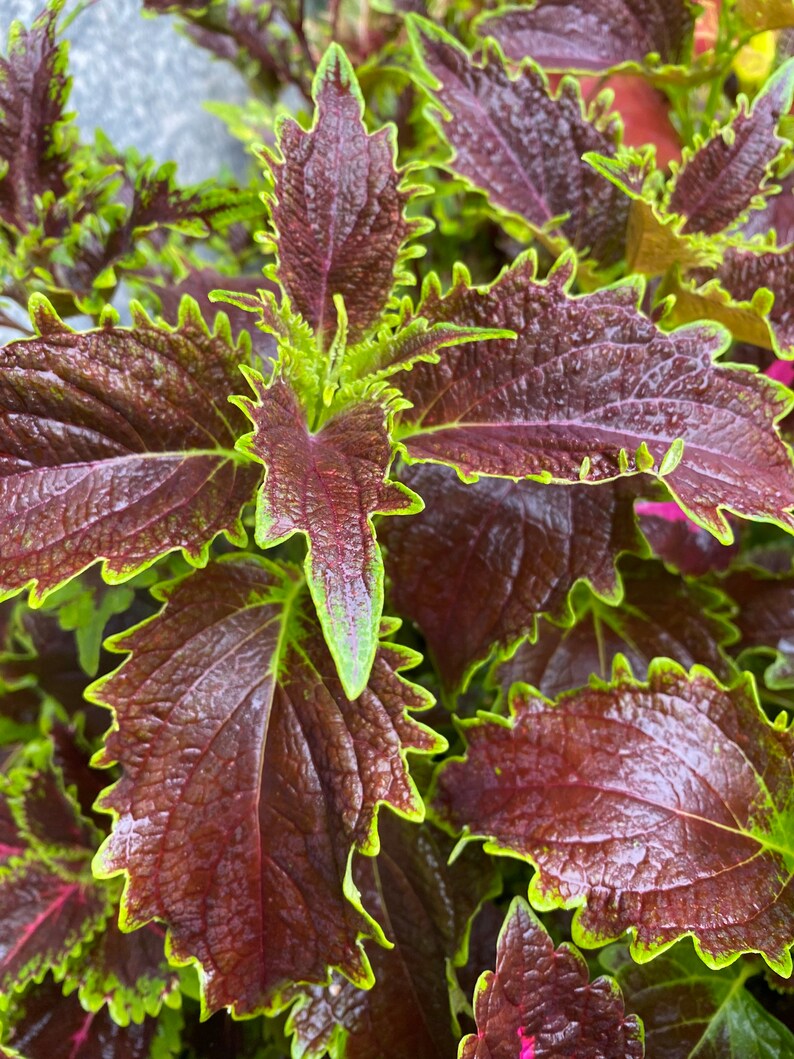 Coleus Bright Ruffles cutting - Etsy