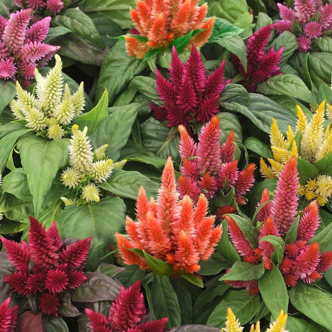 Celosia (seeds) Kosmo Mix, Yellow Orange Red Pink Flowers, Rare Seeds ...