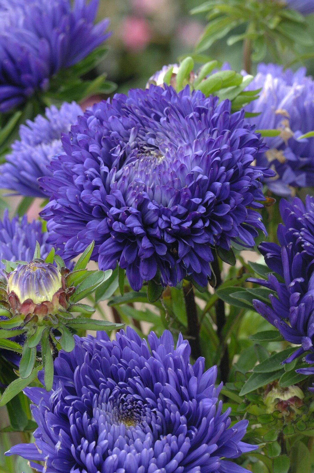Aster (seeds) Paeony Duchess Dark Blue Callistephus Chinensis, Vibrant ...
