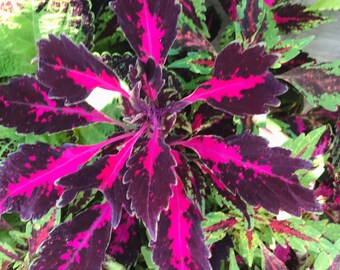 Coleus Kingwood Karnival, Live Starter Plant, Vibrant Ornamental ...