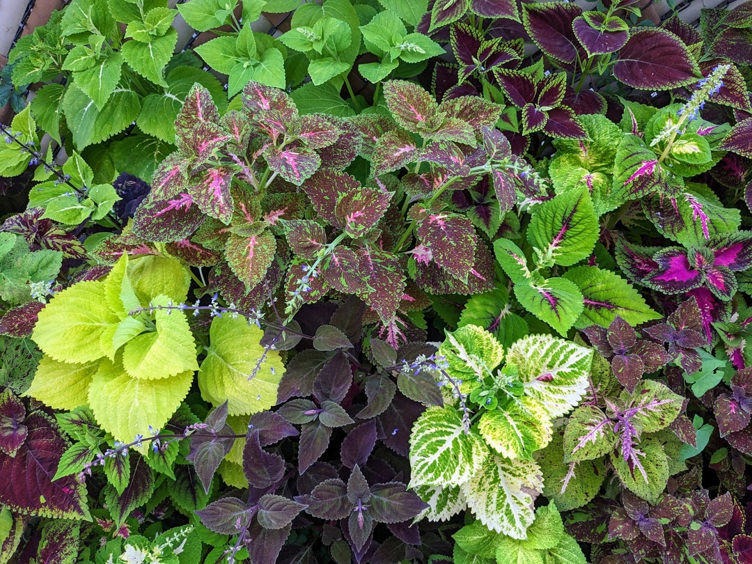 Coleus (seeds) Giant Mix, Vibrant Ornamental Plant, Rare Seeds for ...