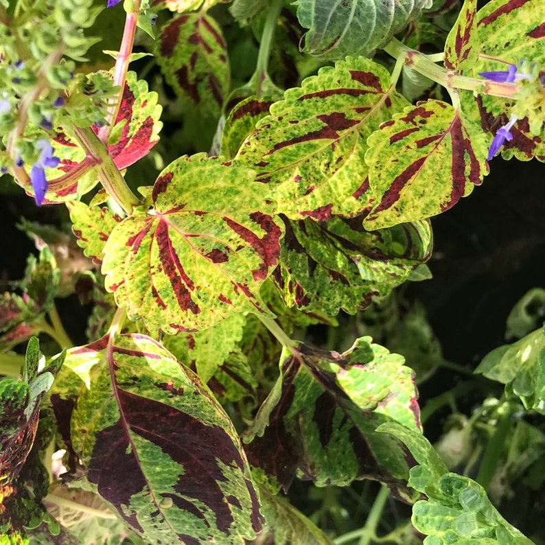 Coleus (seeds) Fairway Mosaic, Vibrant Ornamental Plant, Rare Seeds for ...