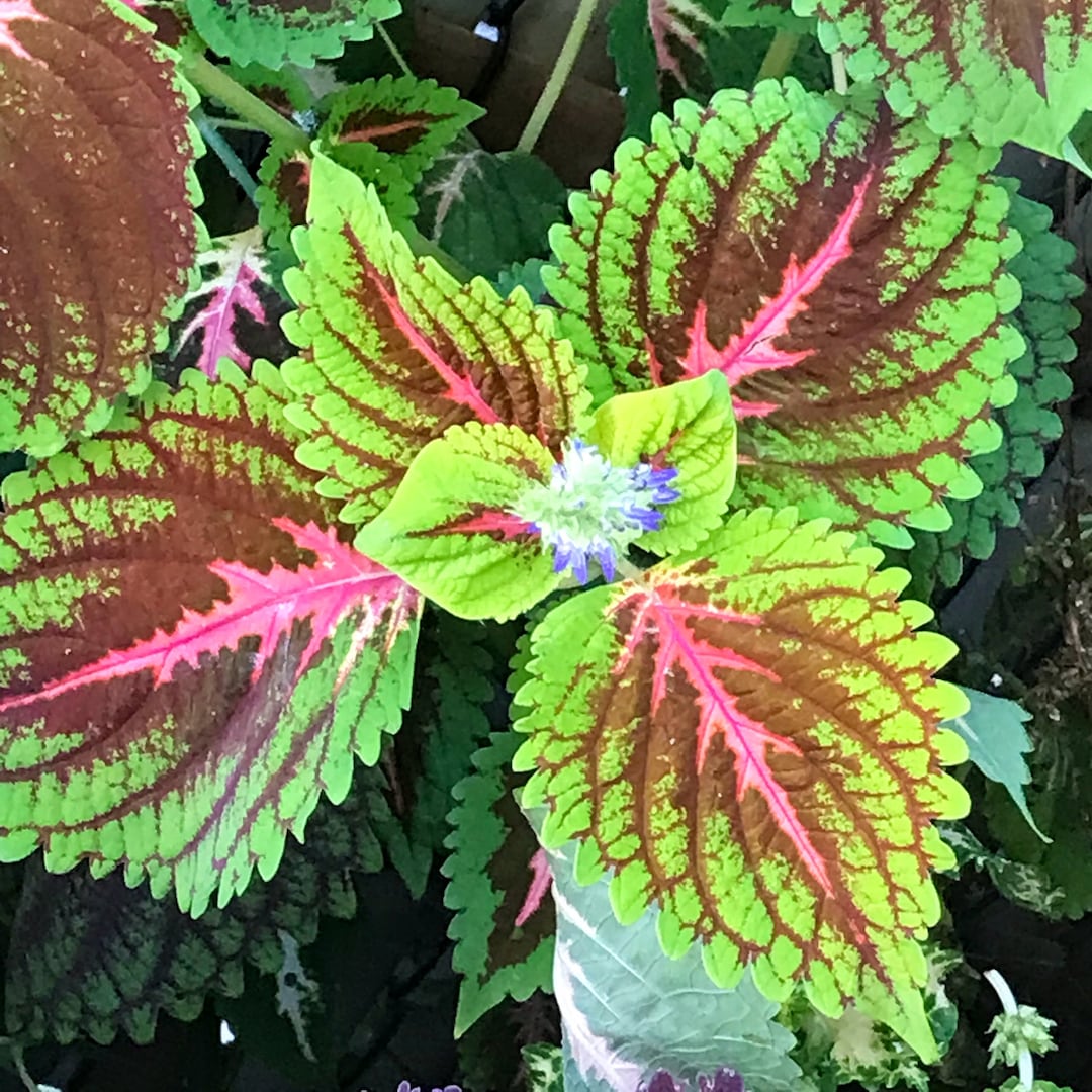 Coleus Kong Salmon Pink, Live Starter Plant, Vibrant Ornamental Foliage, Great for Outdoors and ...