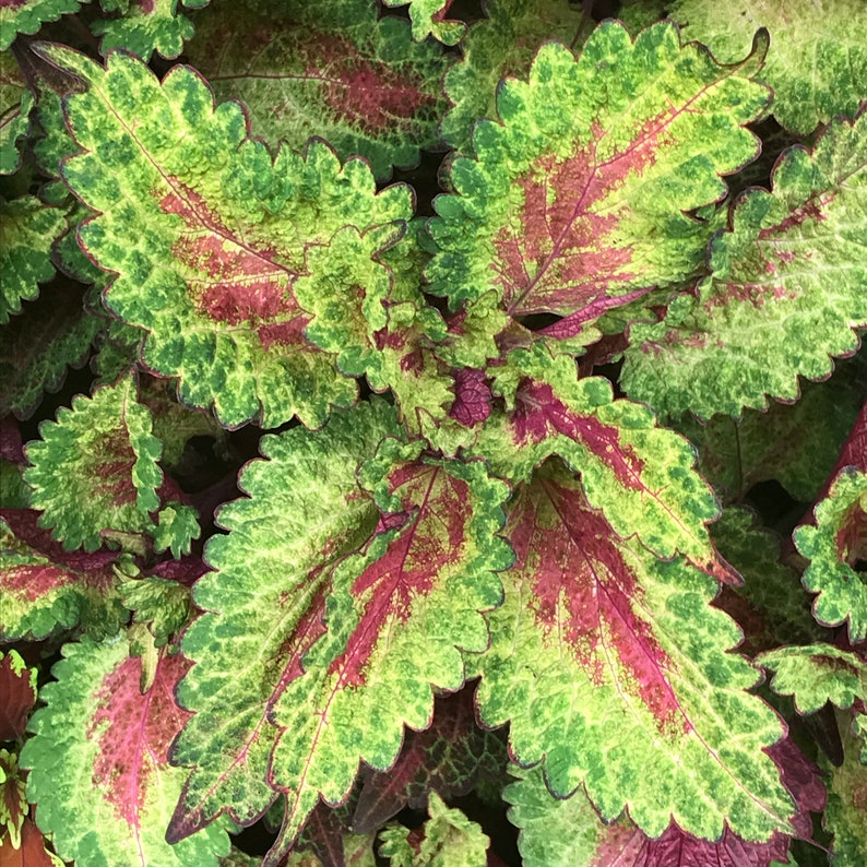 Coleus Indian Summer Live Starter Plant Vibrant Ornamental - Etsy