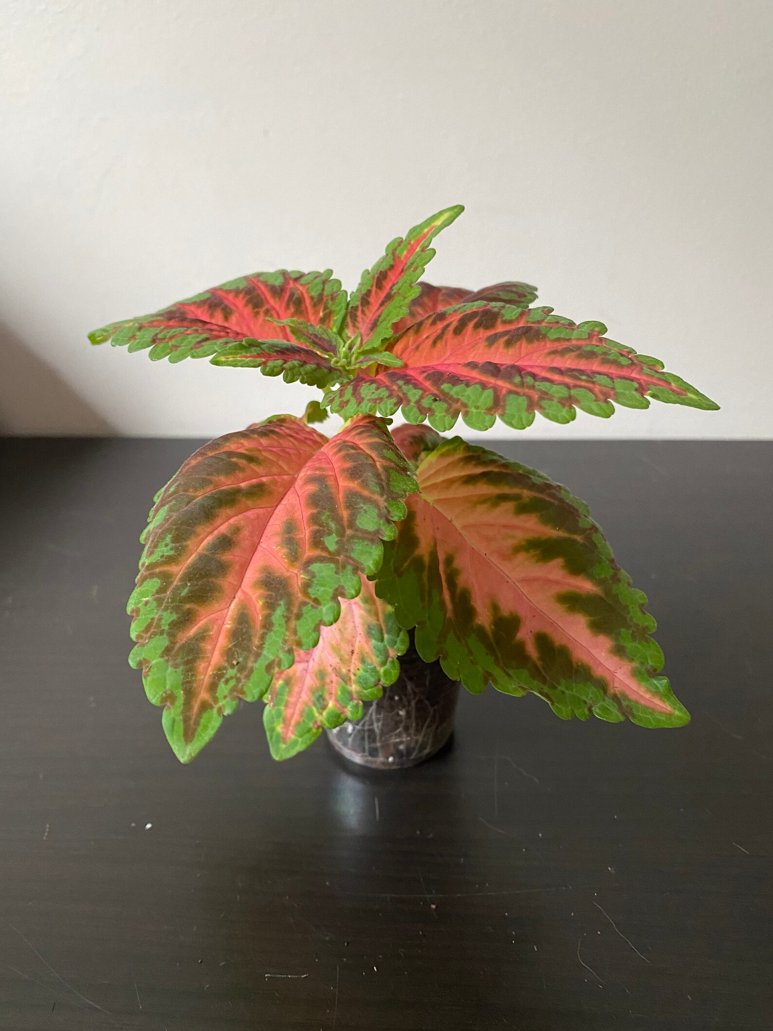 Coleus Wizard Coral Sunrise | Etsy