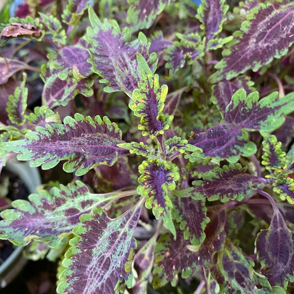 Blue Coleus - Etsy