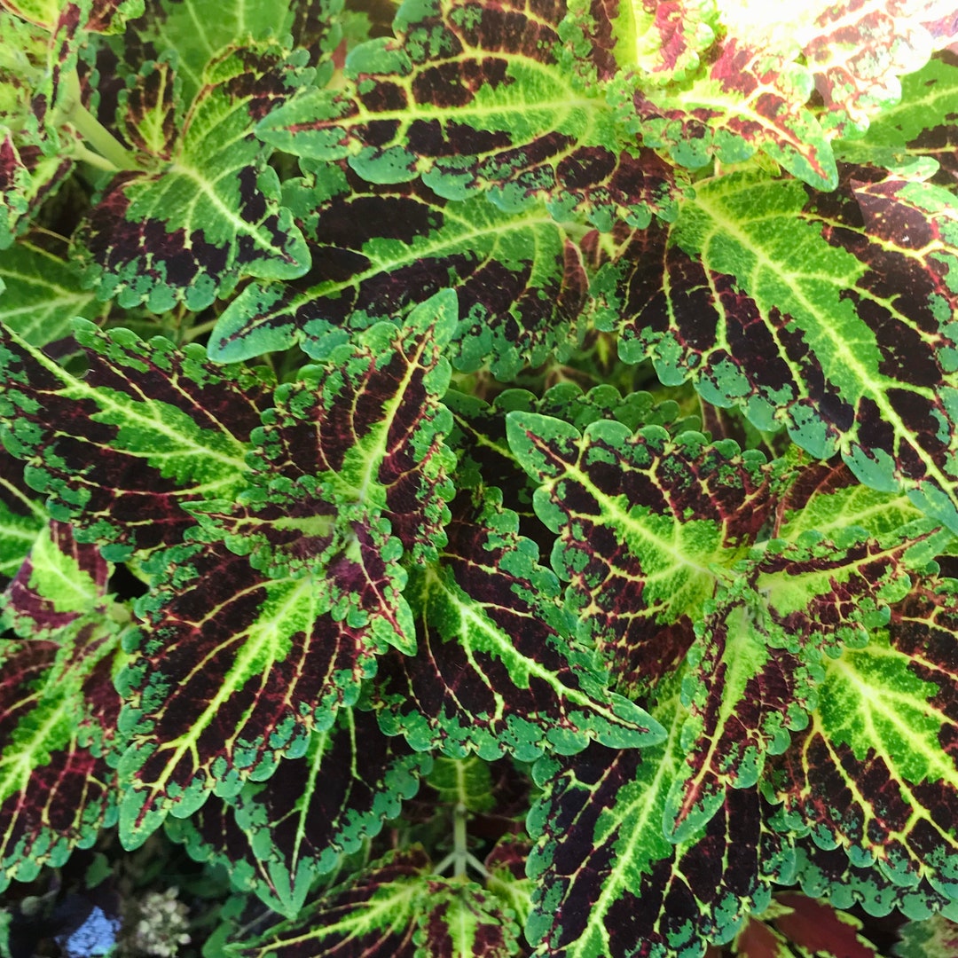 Coleus Bonnie Gold, Live Rooted Starter Plant, Vibrant Ornamental ...