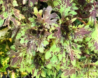 Coleus Kingwood Karnival, Live Starter Plant, Vibrant Ornamental ...
