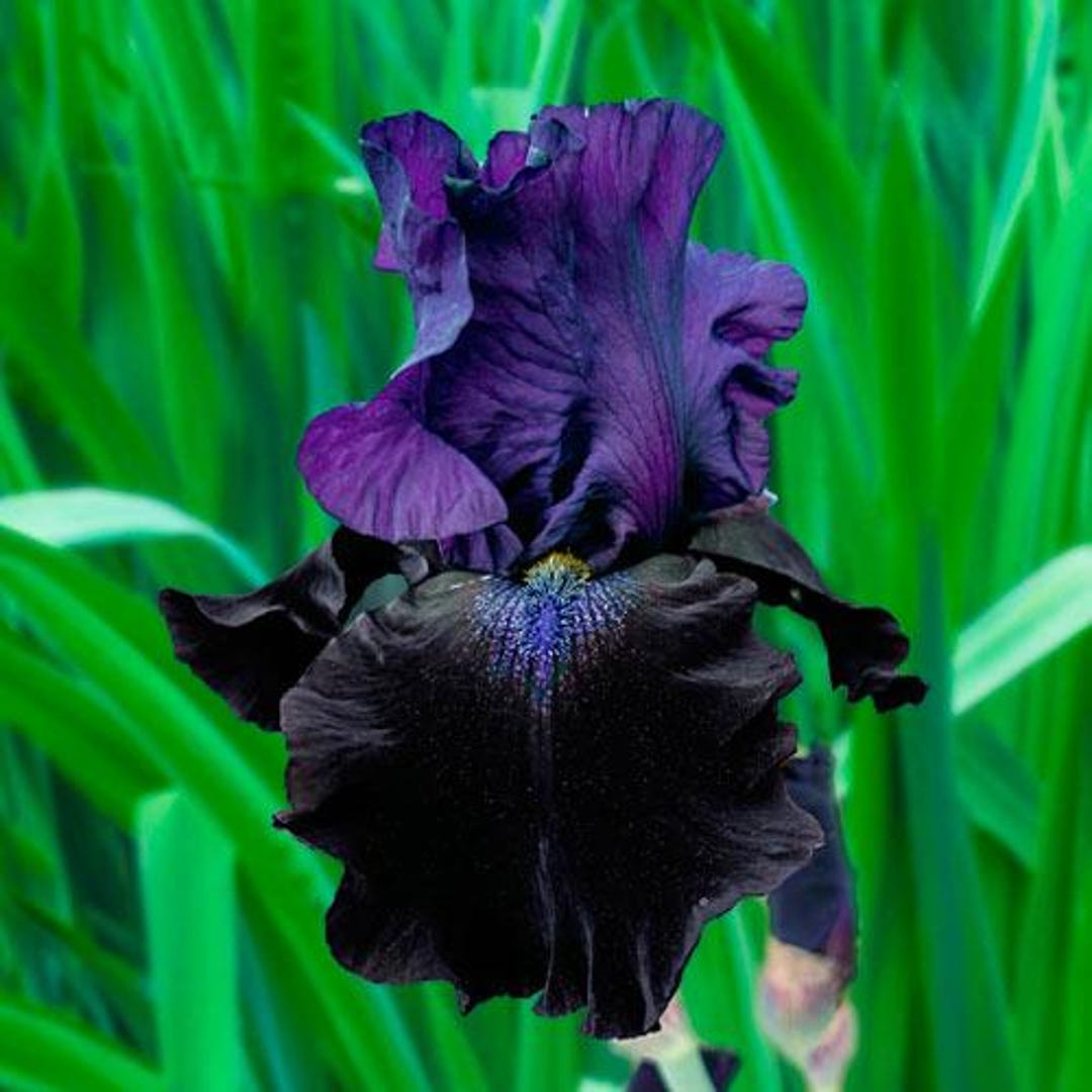 Bearded Iris Midnight Treat (rhizome) Rare Reblooming Ruffled Vibrant ...