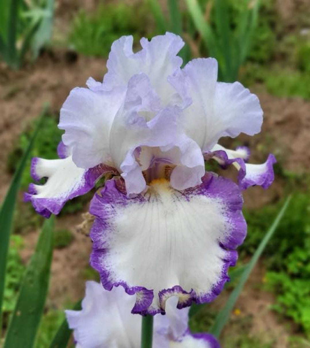 Bearded Iris (rhizome) Rings True Rare Reblooming Ruffled Purple White ...