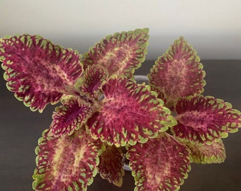 Coleus Kingwood Karnival, Live Starter Plant, Vibrant Ornamental ...