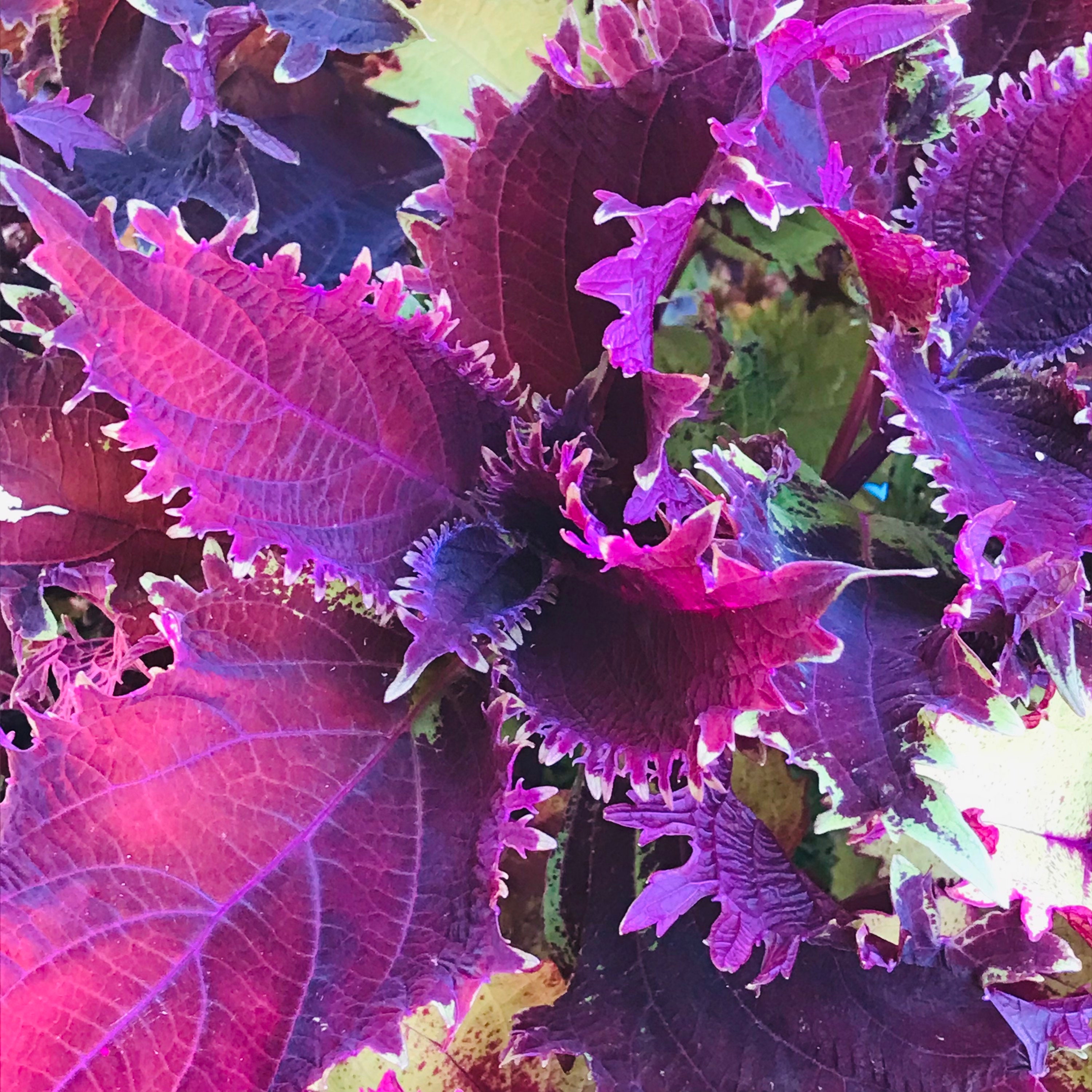 Coleus Dark Ruffles - Etsy