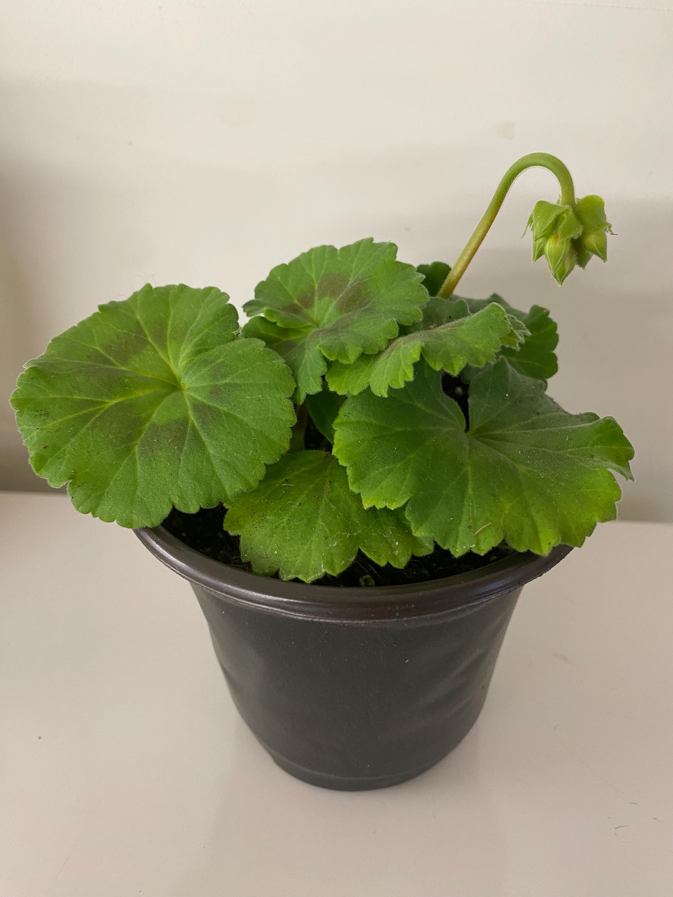 Geranium Pink, Fragrant Pink Flower Live House Plant, Rare Pelargonium ...