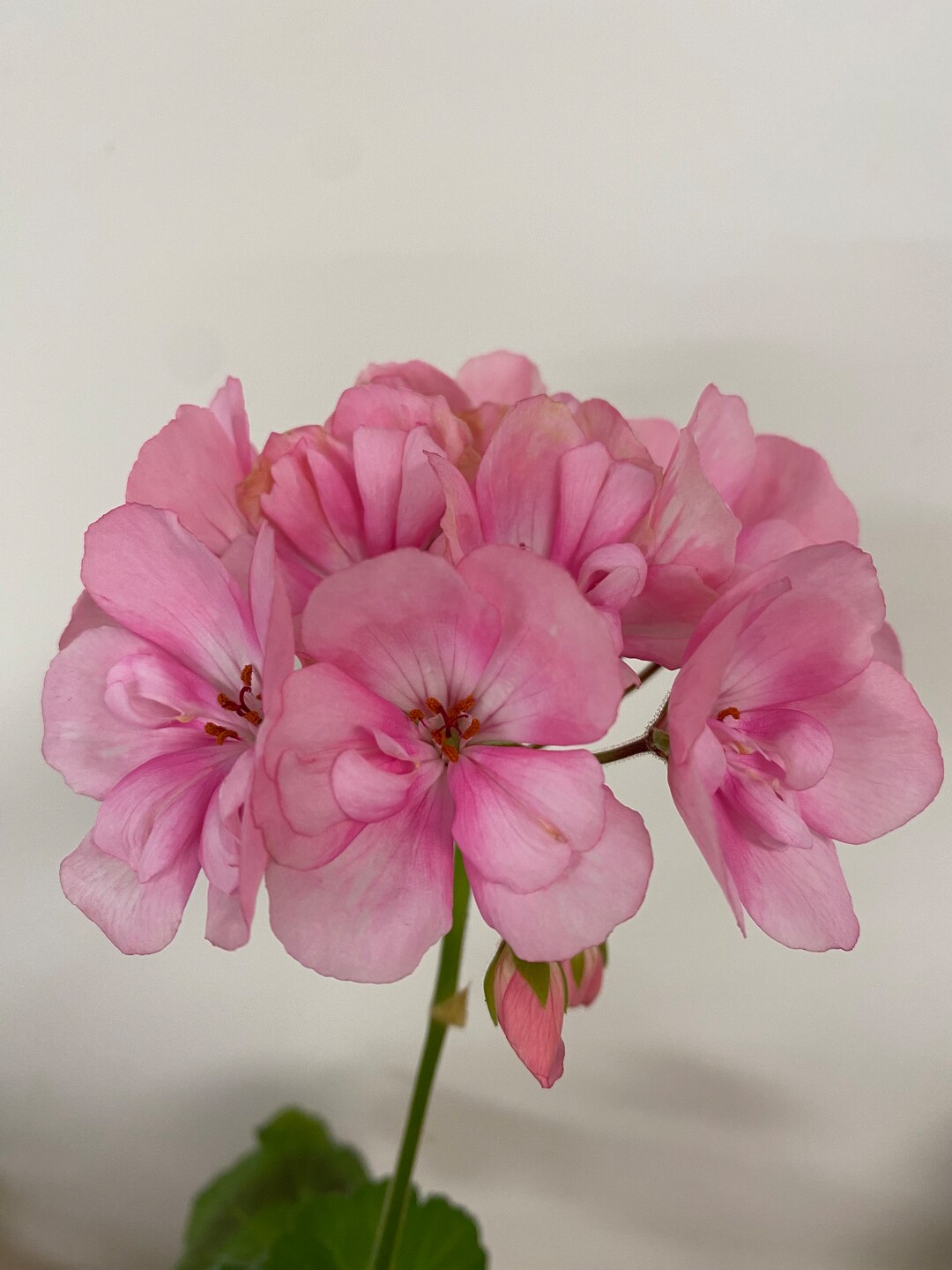Geranium Pink, Fragrant Pink Flower Live House Plant, Rare Pelargonium ...