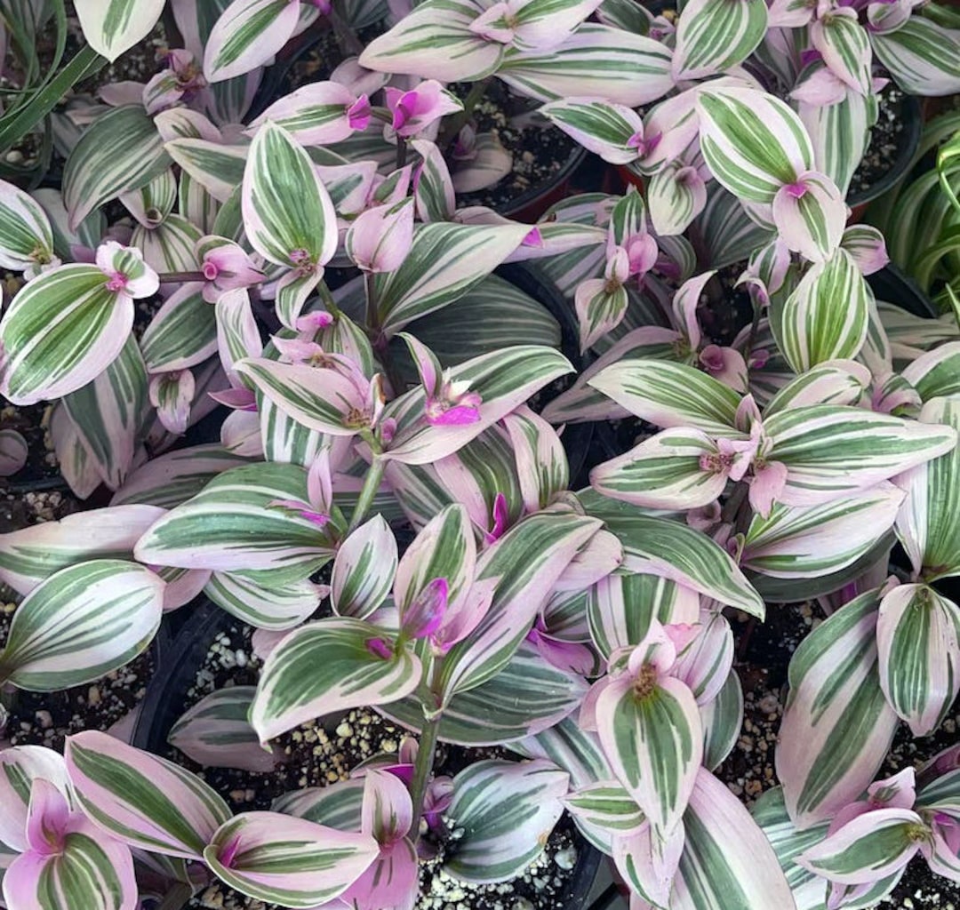 Tradescantia Nanouk Lilac Pink, Live Rooted Wandering Dude Plant ...