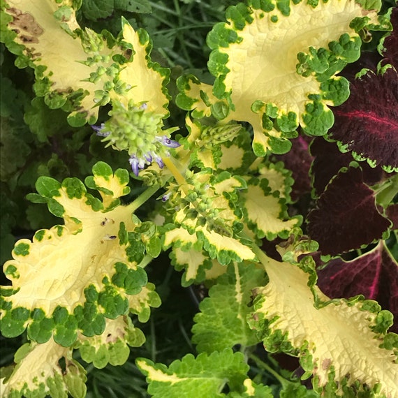 Coleus seeds Rococo Buttercream | Etsy