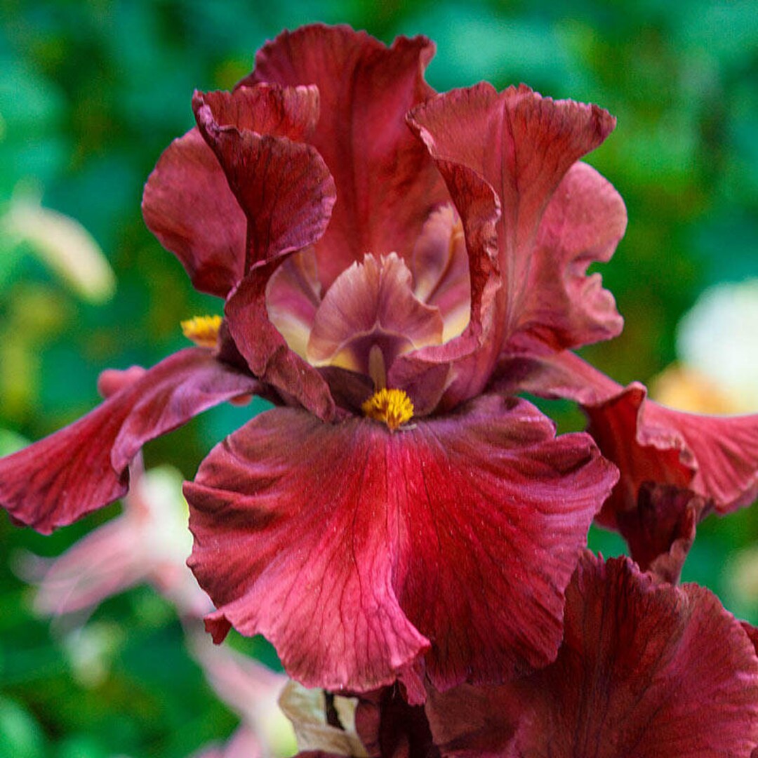 Bearded Iris War Chief (rhizome) Rare Reblooming Ruffled Vibrant Red ...