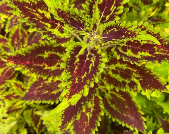 Coleus Kingwood Karnival, Live Starter Plant, Vibrant Ornamental ...